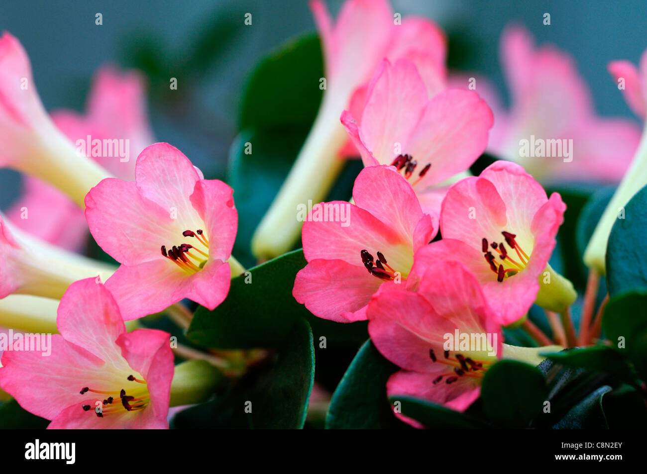 rhododendron sweet seraphim flowers pink and white close up Fragrant ...