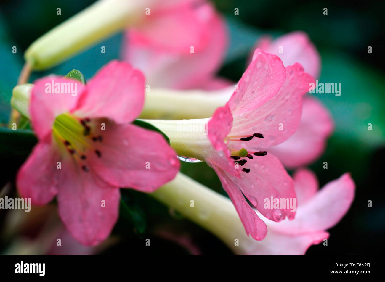rhododendron sweet seraphim flowers pink and white close up Fragrant ...