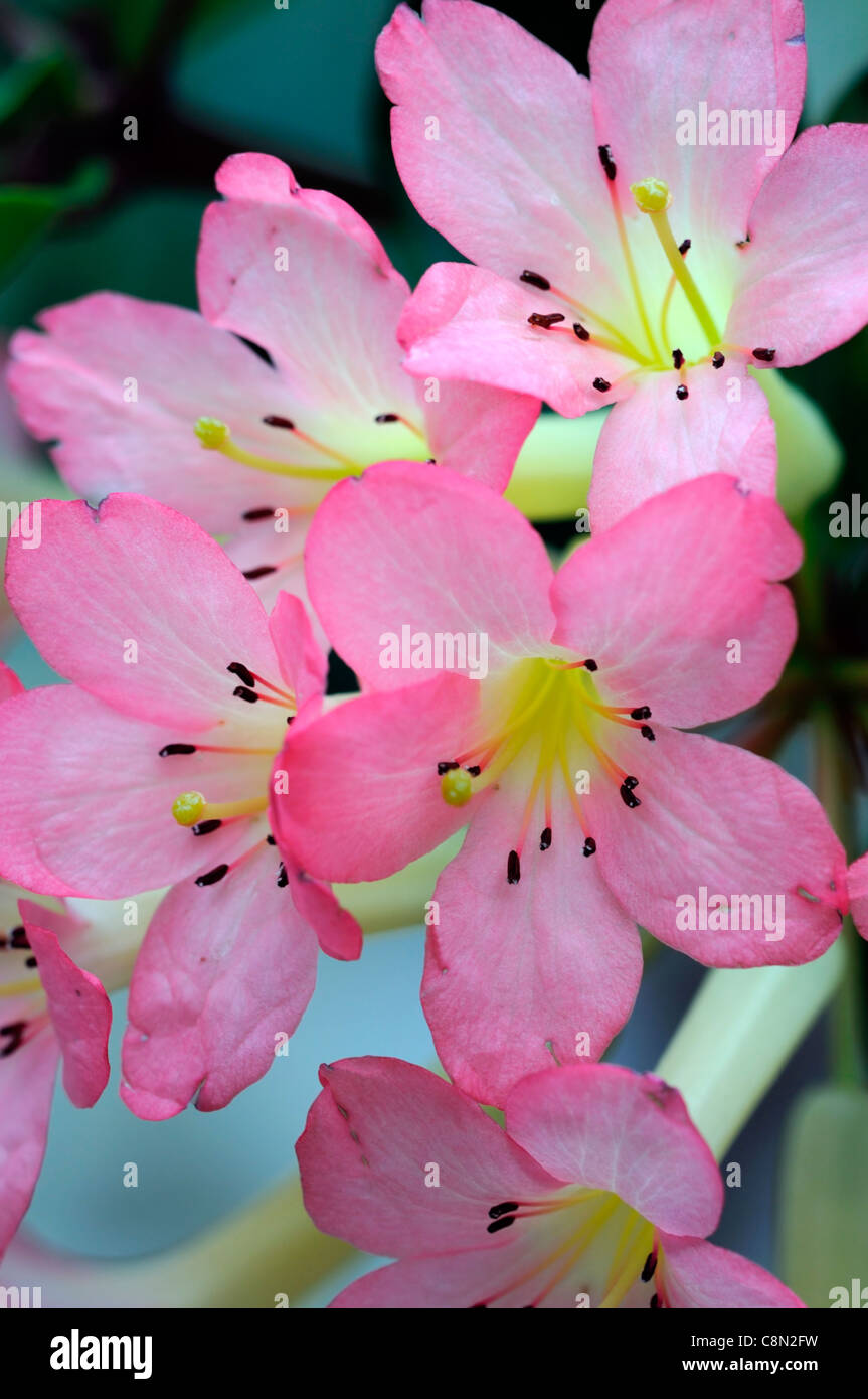 rhododendron sweet seraphim flowers pink and white close up Fragrant ...