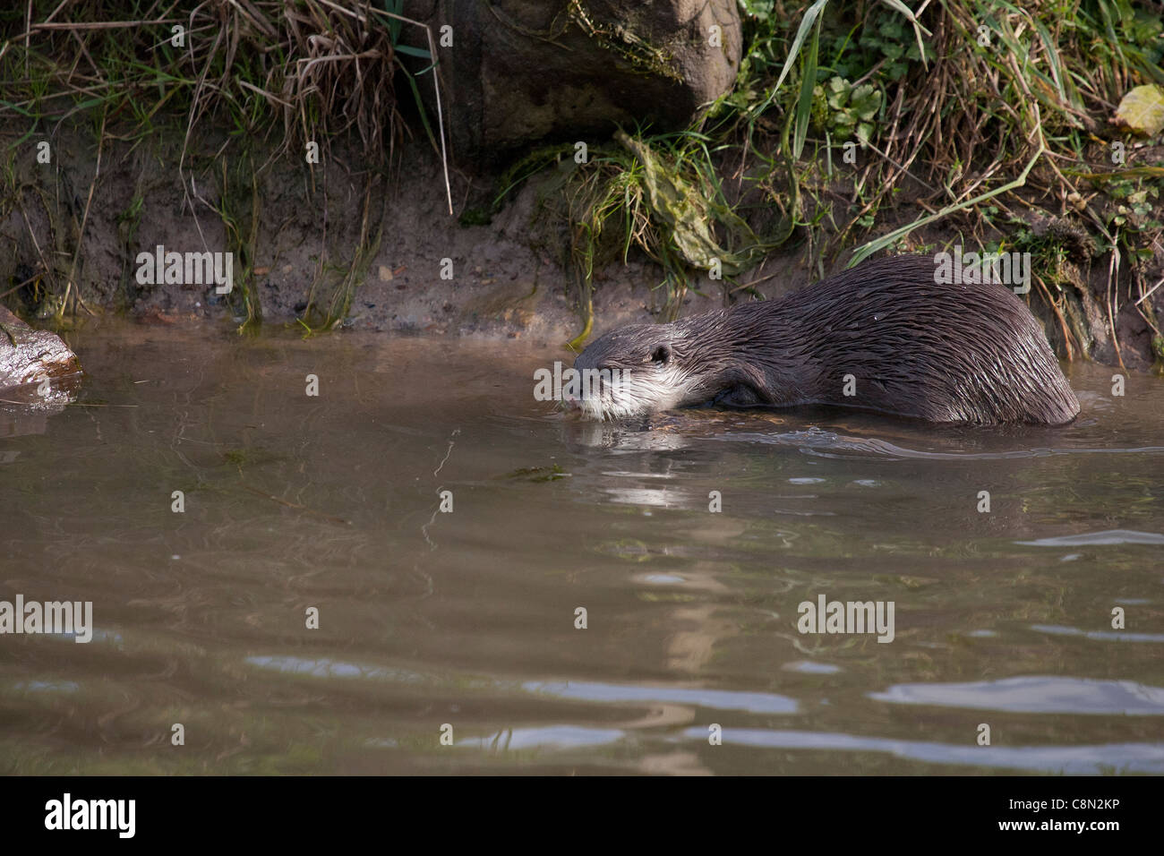 EURASIAN OTTER Lutra lutra Stock Photo - Alamy