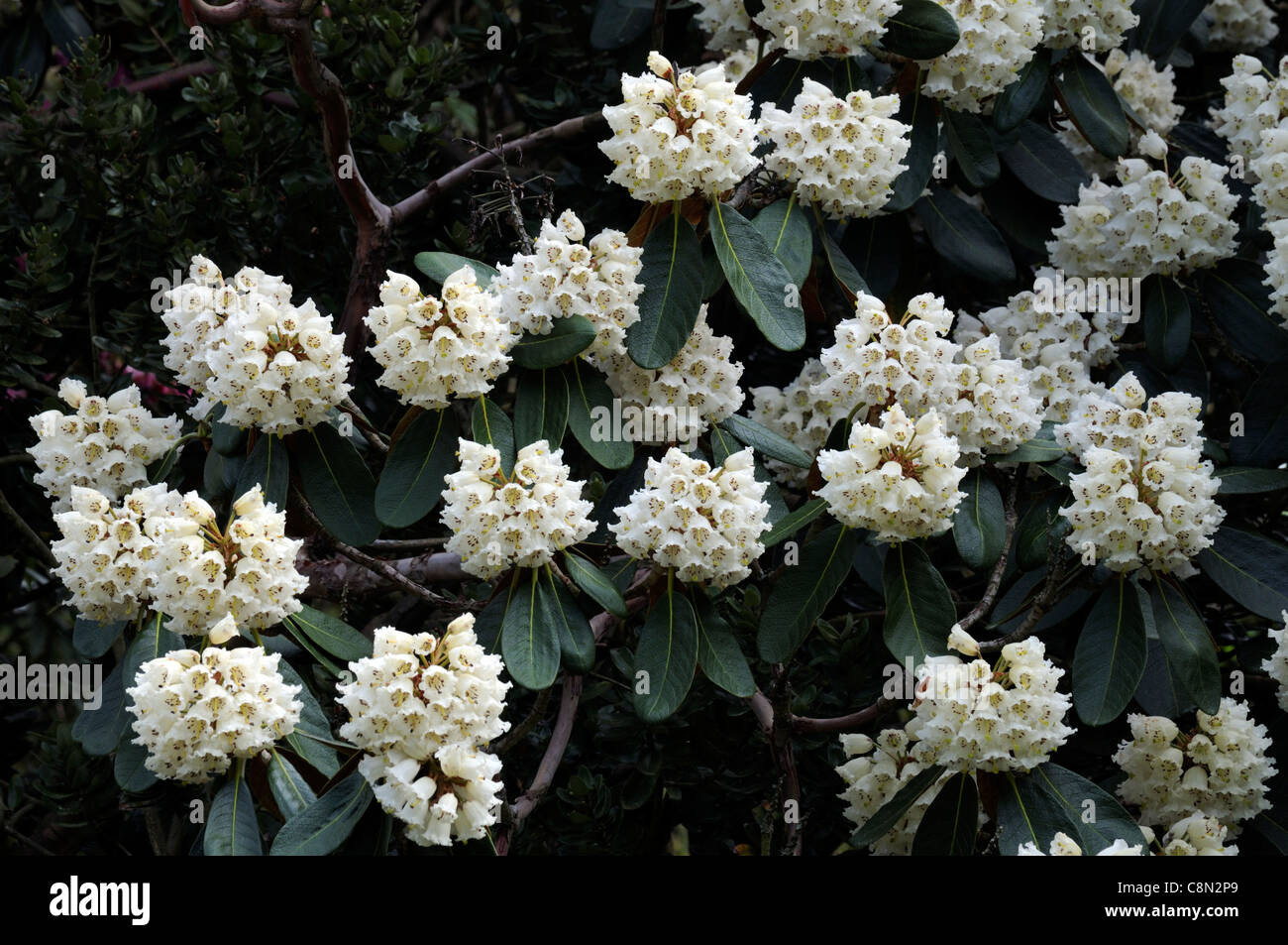 white rhododendron flowers flower bloom blooms blossoms tree Stock ...