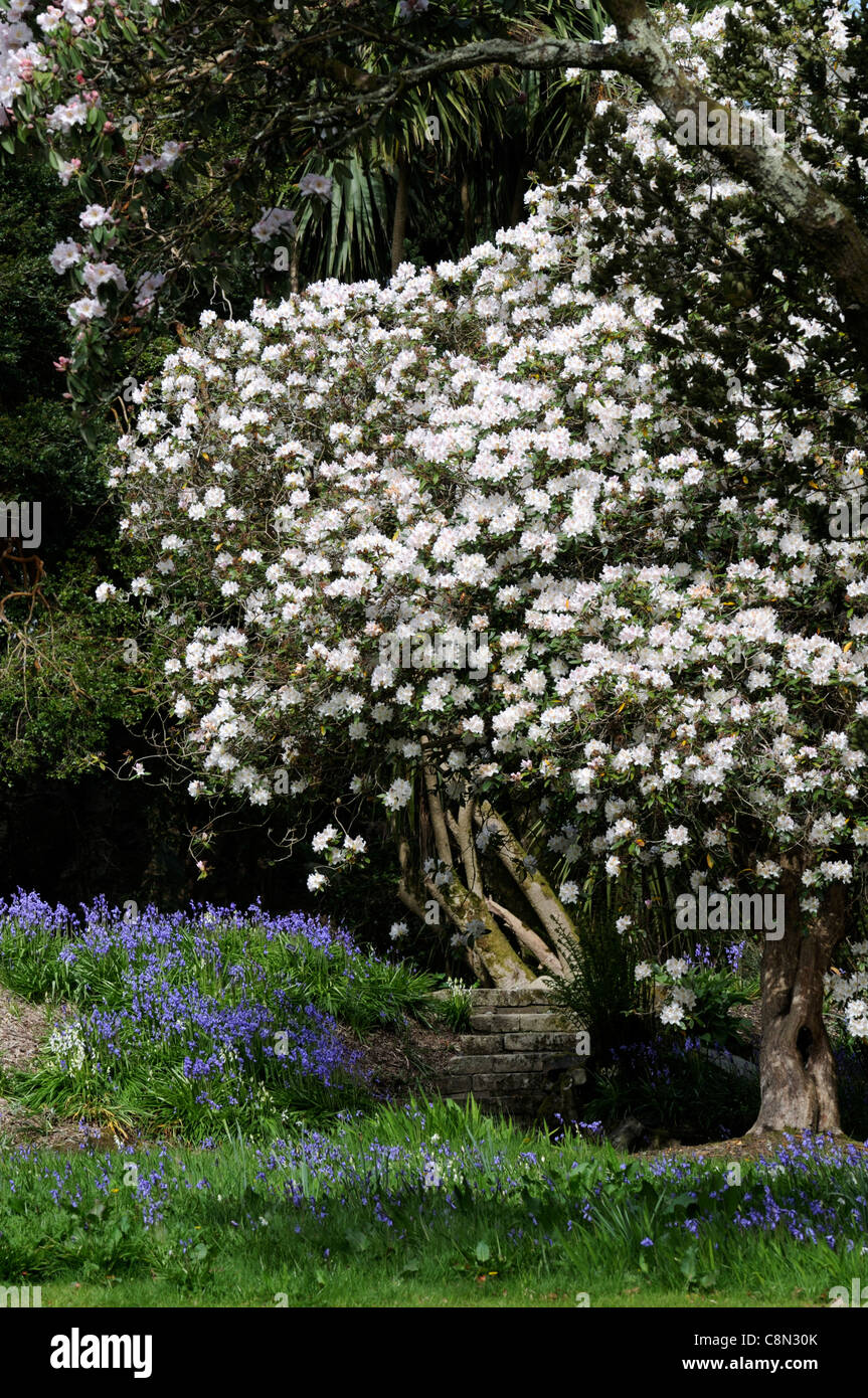 white rhododendron tree large specimen flower flowers bloom blooms ...