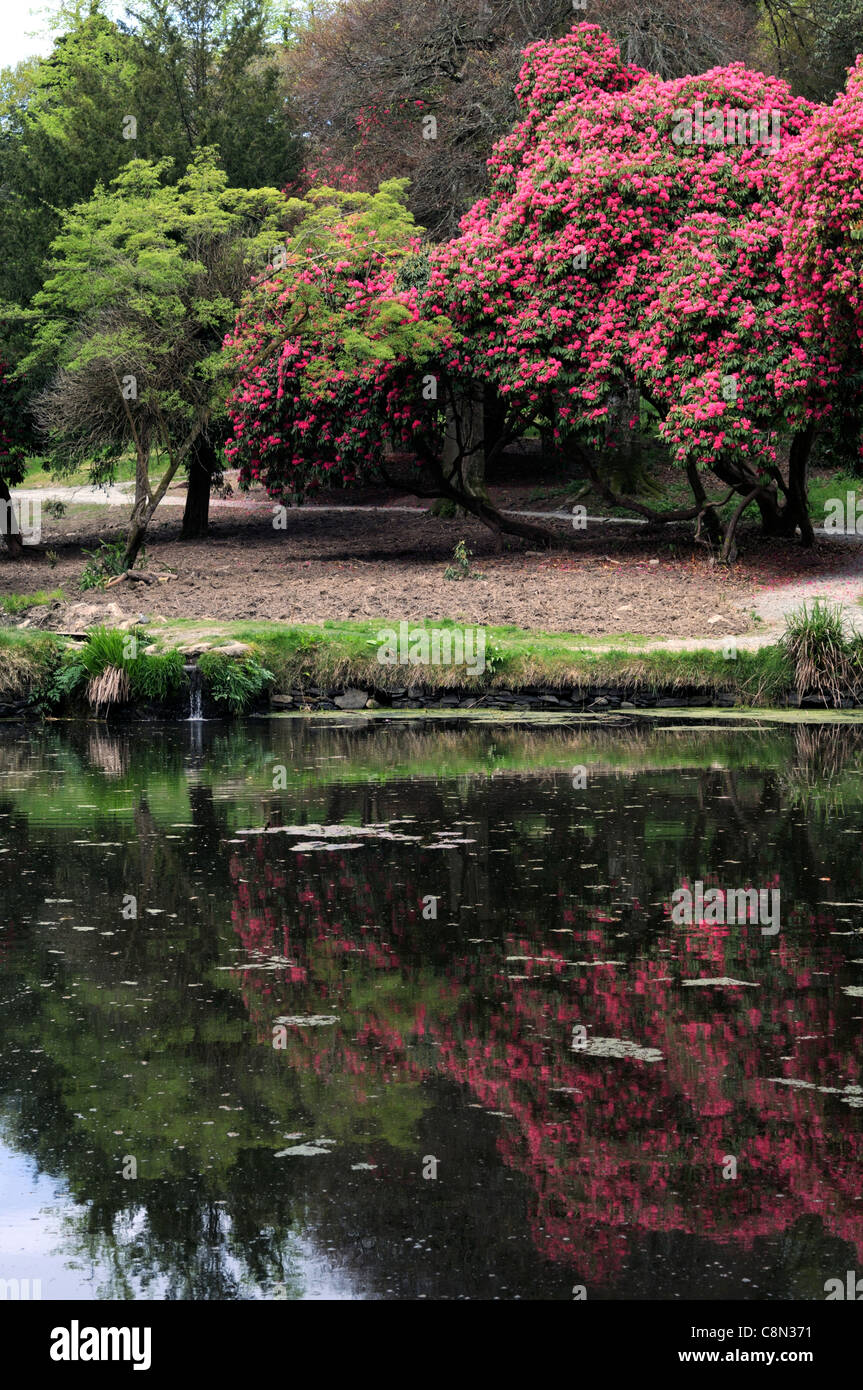 pink rhododendron flowers flower bloom blooms blossoms large tree ...