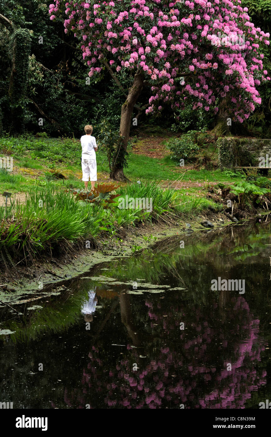 pink rhododendron flowers flower bloom blooms blossoms large tree ...