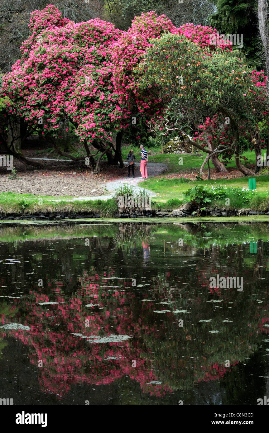 pink rhododendron flowers flower bloom blooms blossoms large tree ...
