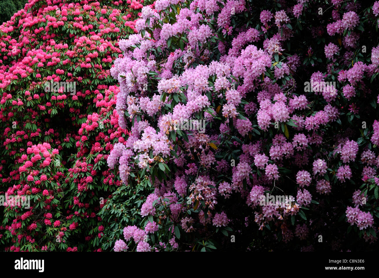 pink rhododendron flowers flower bloom blooms blossoms large tree ...