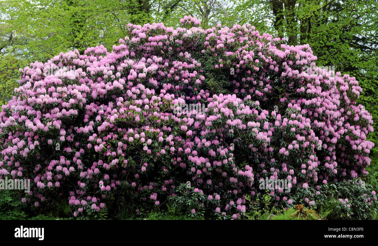 pink rhododendron flowers flower bloom blooms blossoms large tree ...