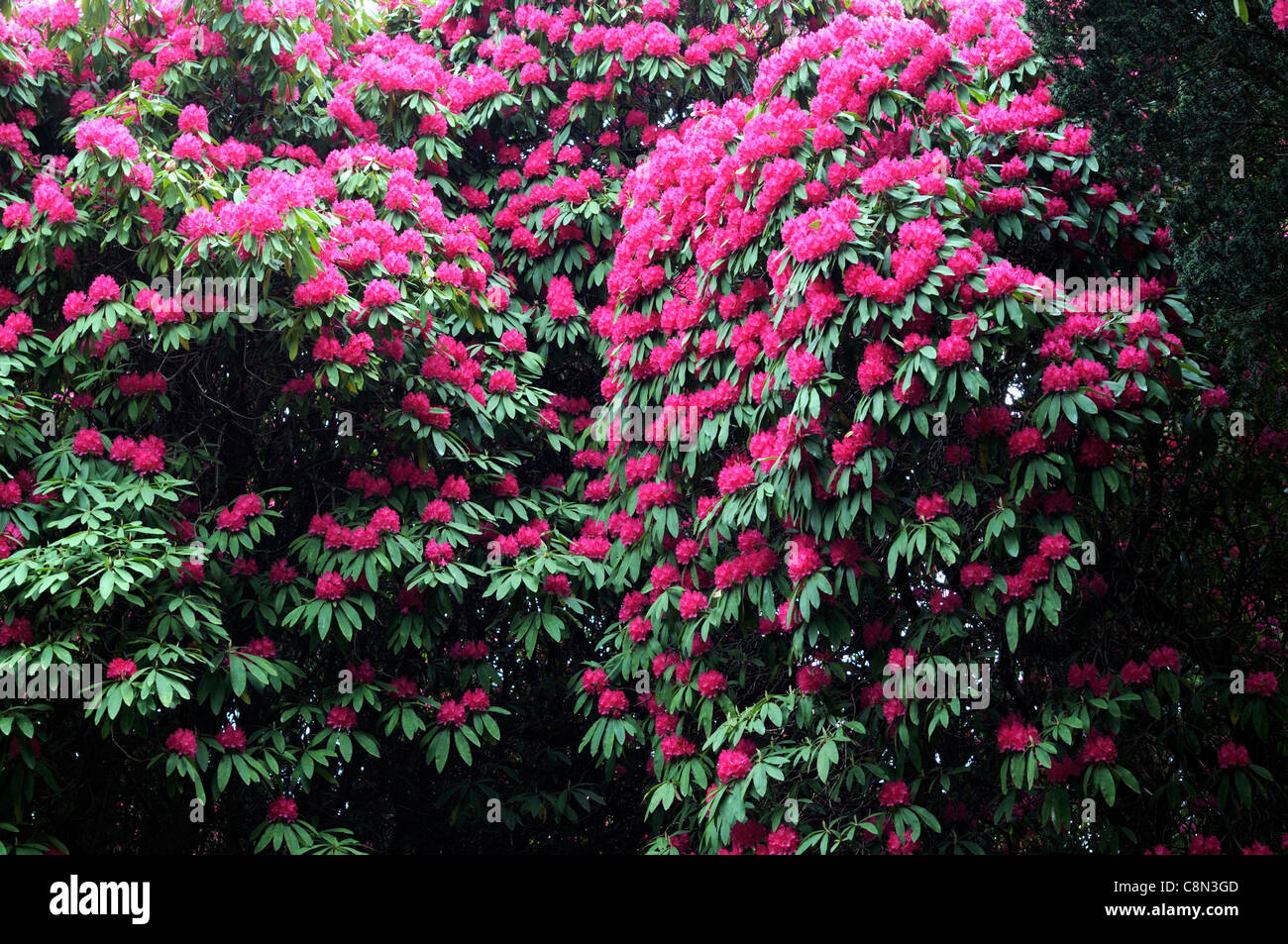 pink rhododendron flowers flower bloom blooms blossoms large tree ...