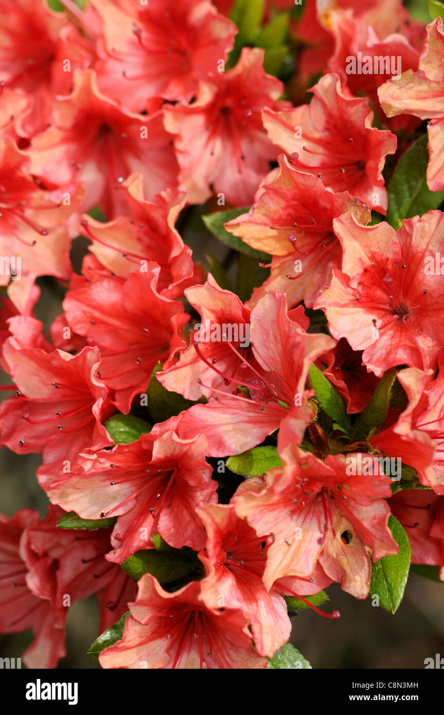 Azalea japonica geisha orange hi-res stock photography and images - Alamy