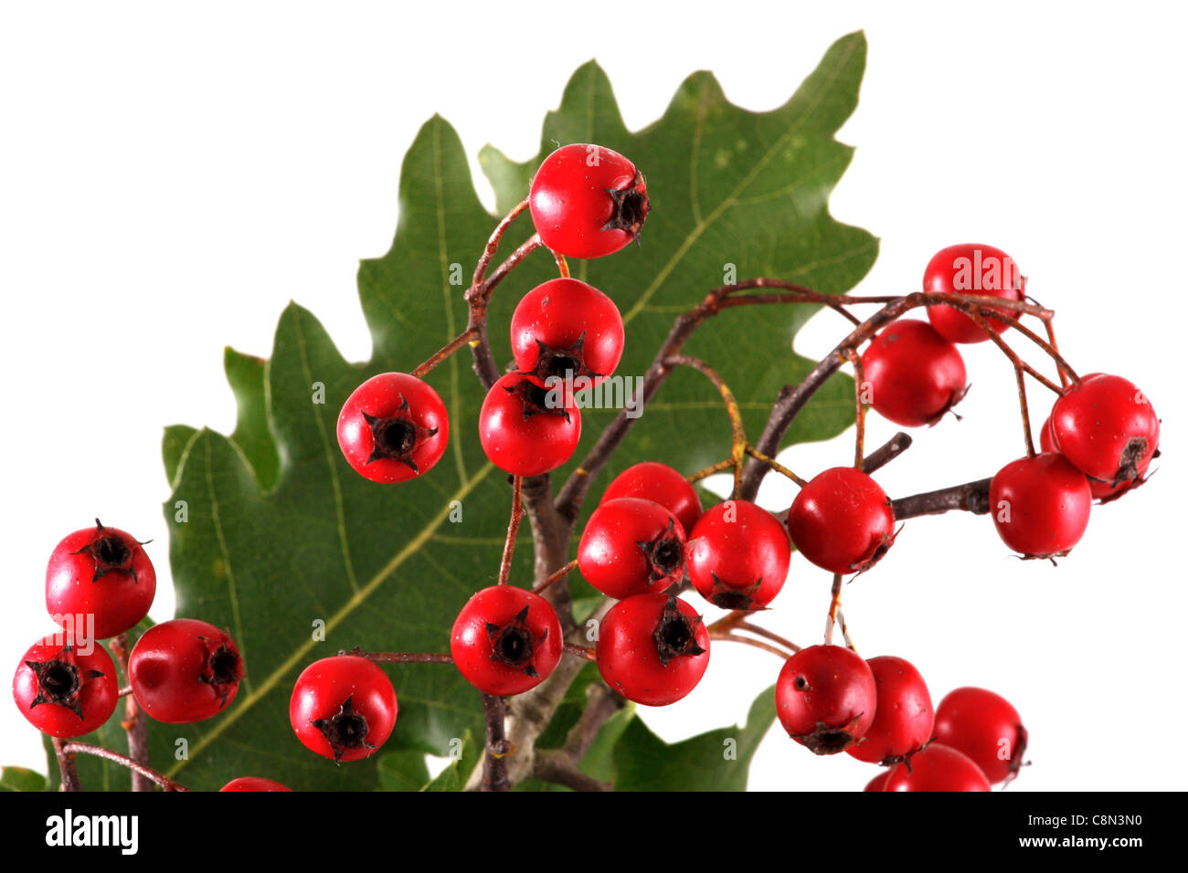 Oak branch with red berries, isolated on white Stock Photo - Alamy