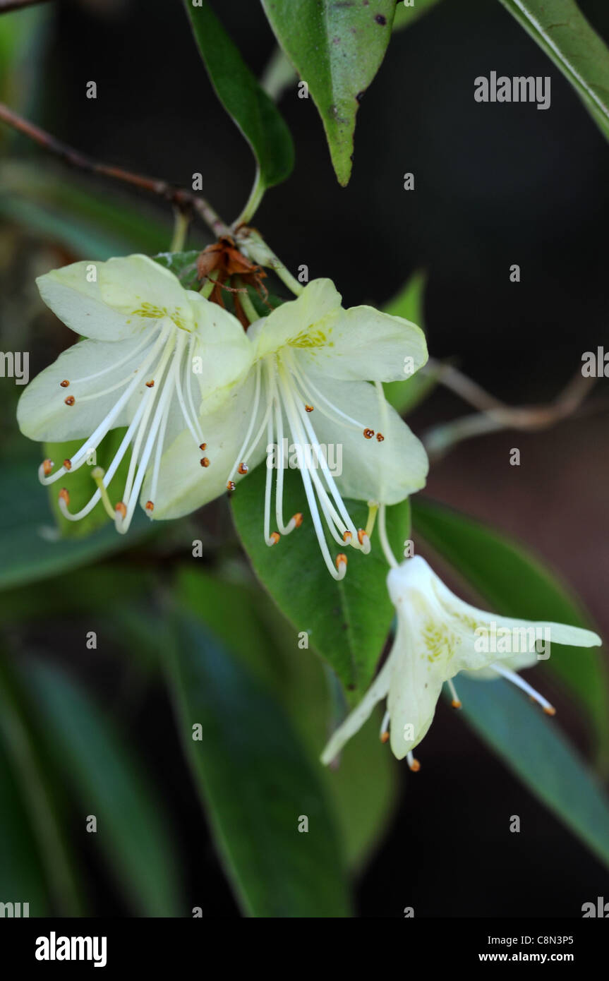 rhododendron lutescens spring cream white shrubs flowers bloom blossoms ...