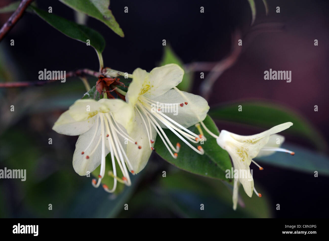 rhododendron lutescens spring cream white shrubs flowers bloom blossoms ...