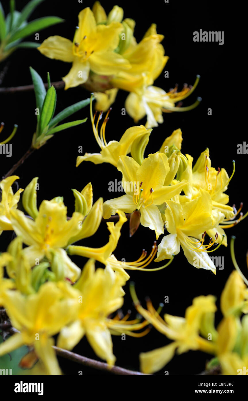 rhododendron luteum yellow flowers blooms blossoms closeup selective ...