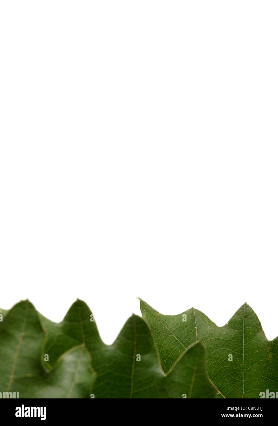 Oak tree christmas lights hi-res stock photography and images - Alamy