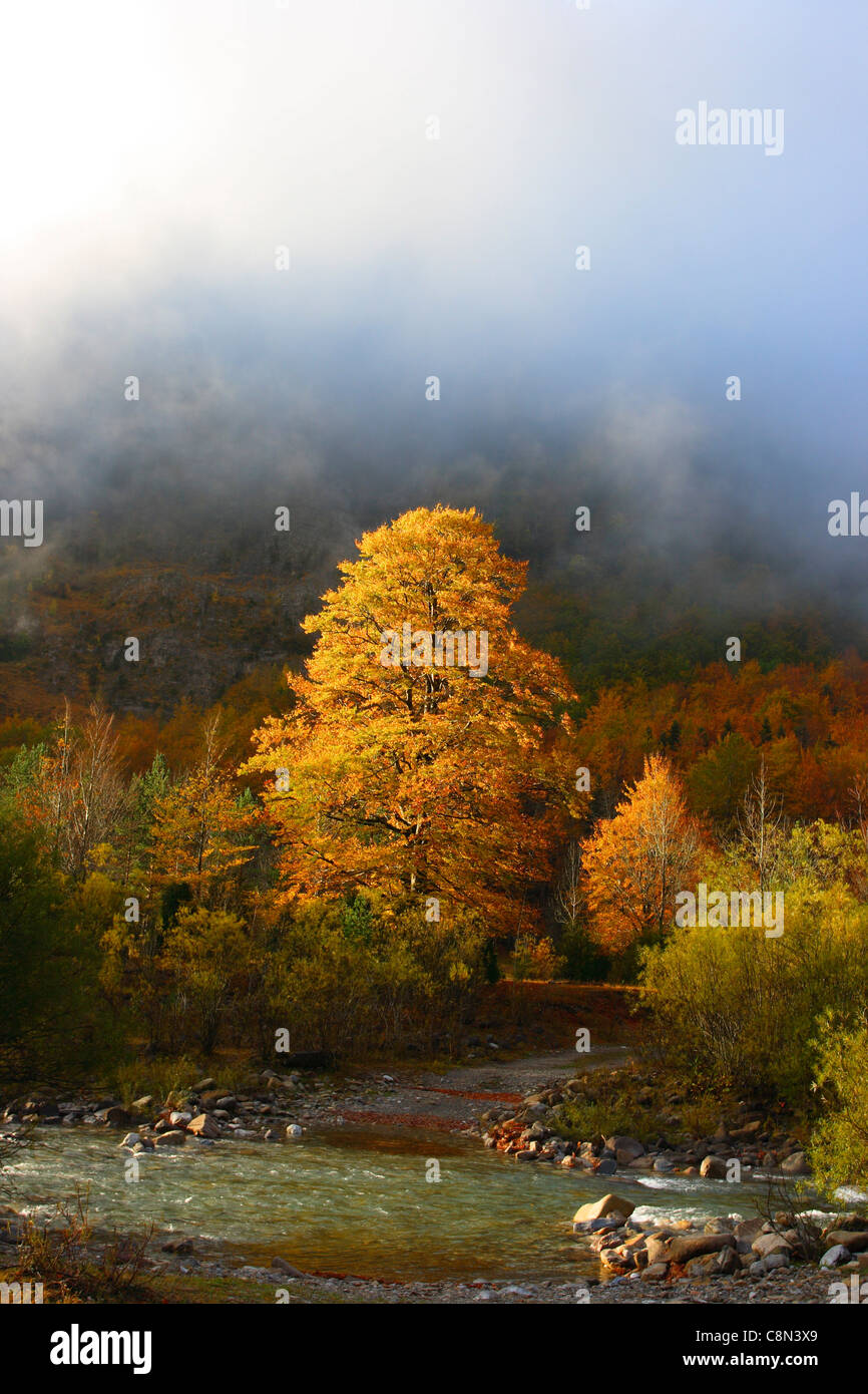 Beech Trees (Fagus sylvatica) in Autumn. Ordesa y Monte Perdido ...