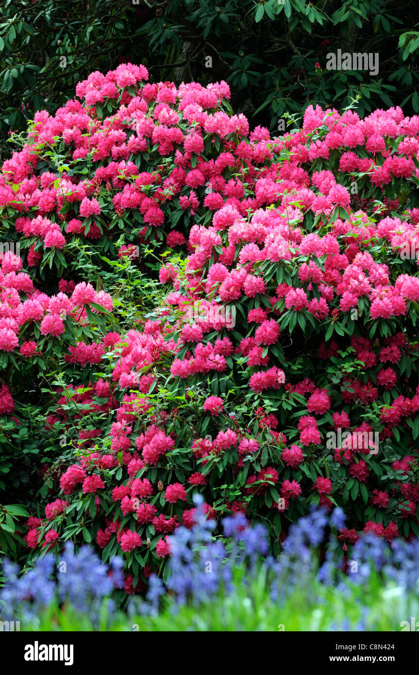 pink rhododendron flowers flower bloom blooms blossoms large tree ...