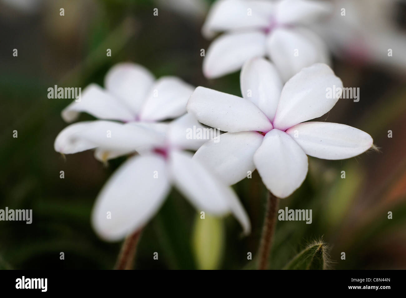 Rhodohypoxis Tetra White Helen perennial with tuber like root stock and ...
