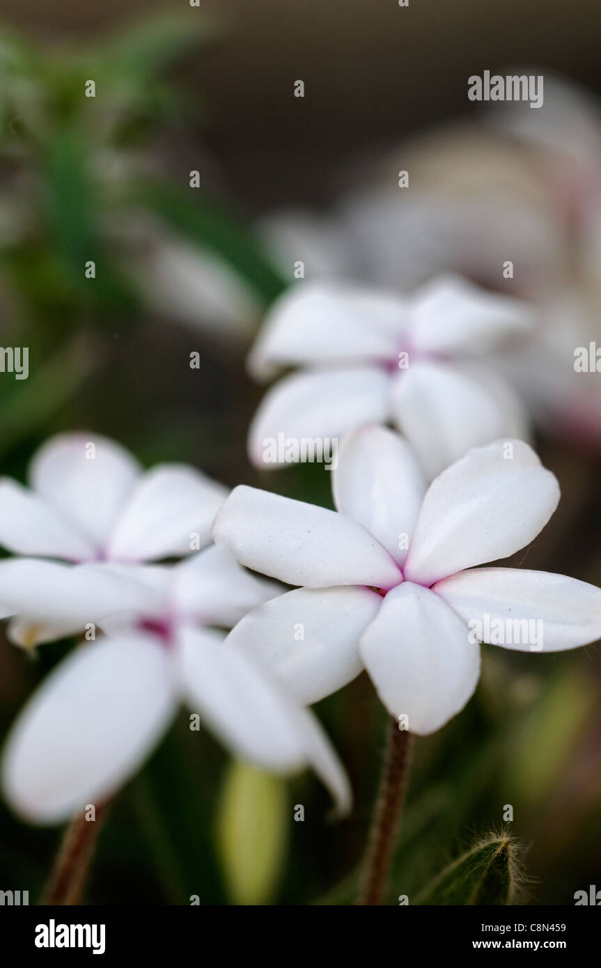 Rhodohypoxis Tetra White Helen perennial with tuber like root stock and ...