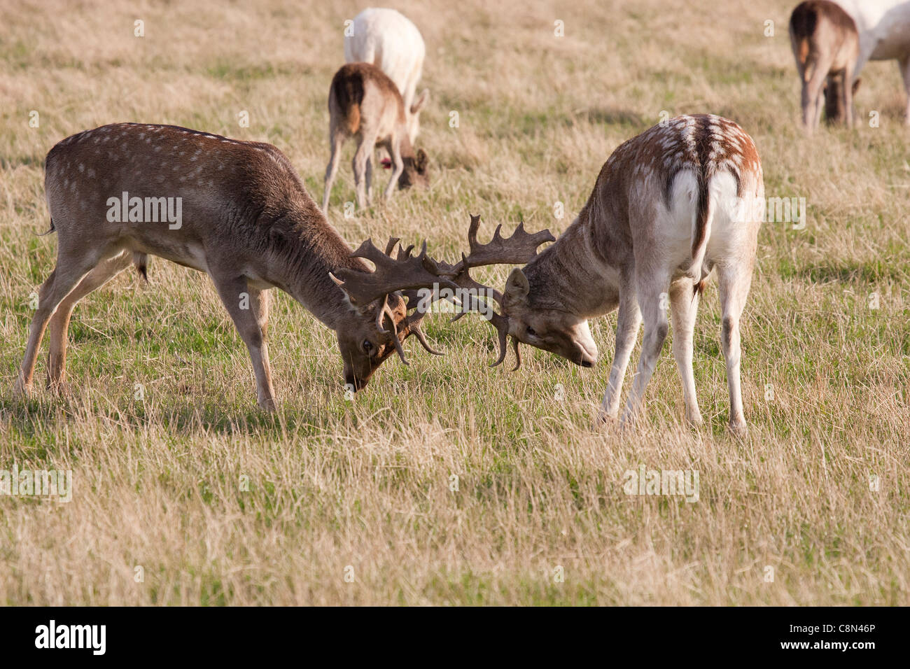 Fallow deer, Dama dama Stock Photo - Alamy