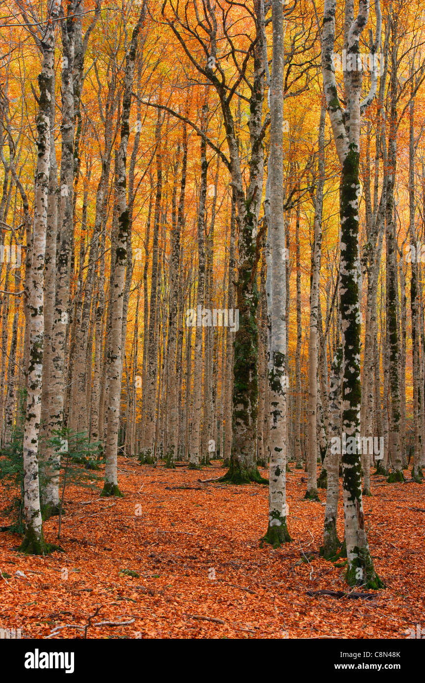 Beech Trees (Fagus sylvatica) in Autumn. Ordesa y Monte Perdido ...