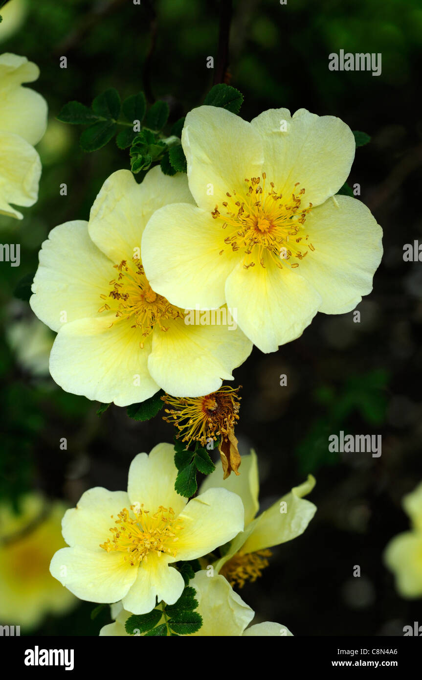 Rosa xanthina Canary Bird yellow flower shrub rose clusters flowers ...