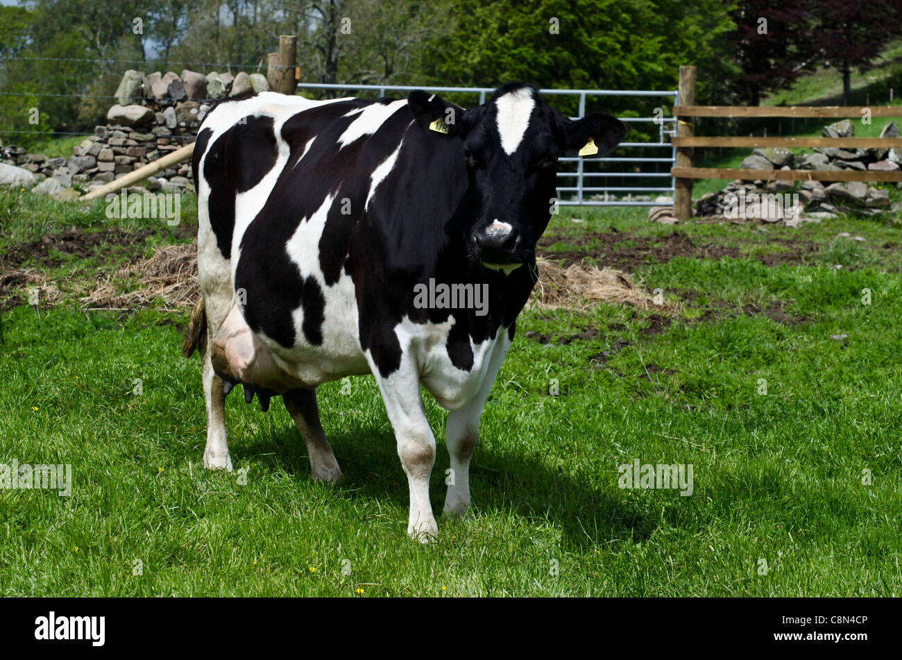 Friesian milk cow Stock Photo - Alamy