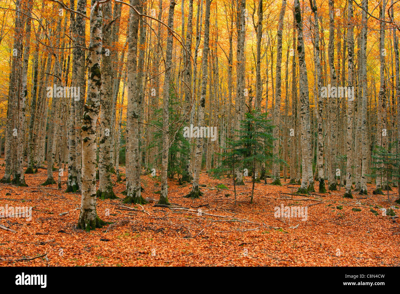 Beech Trees (Fagus sylvatica) in Autumn. Ordesa y Monte Perdido ...