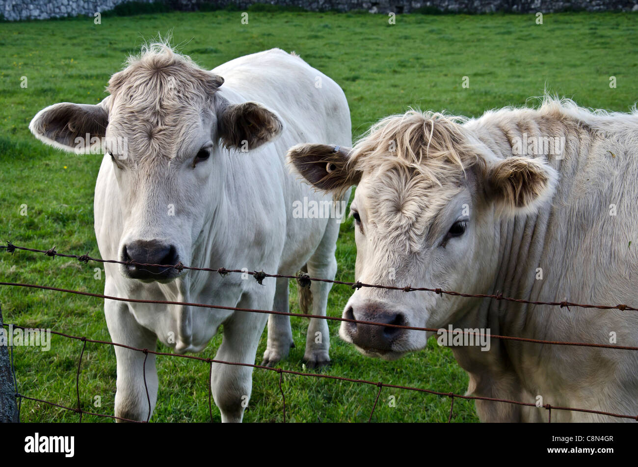 Two beef cows, side -by-side Stock Photo - Alamy
