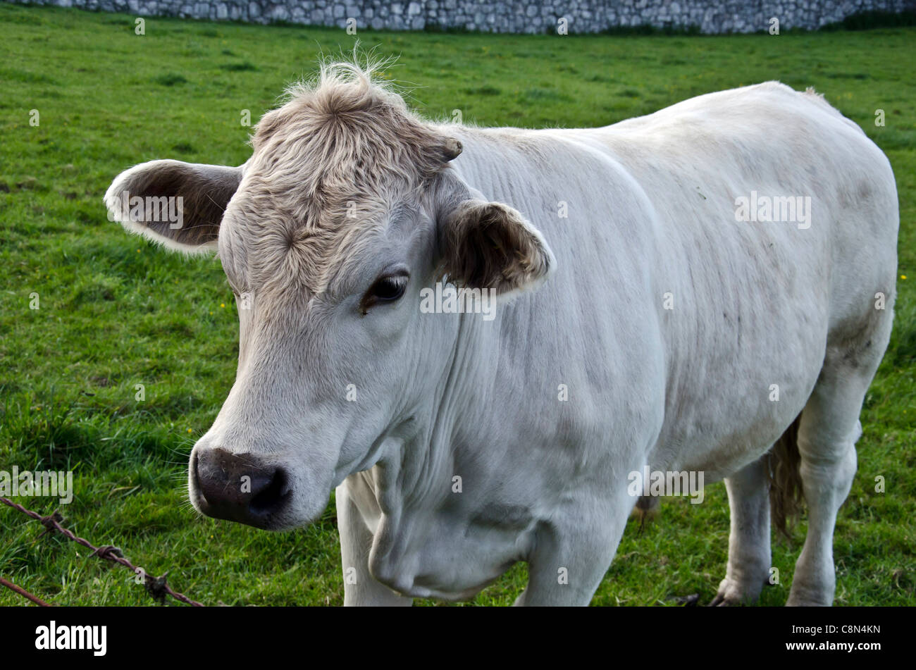 White beef cow Stock Photo - Alamy