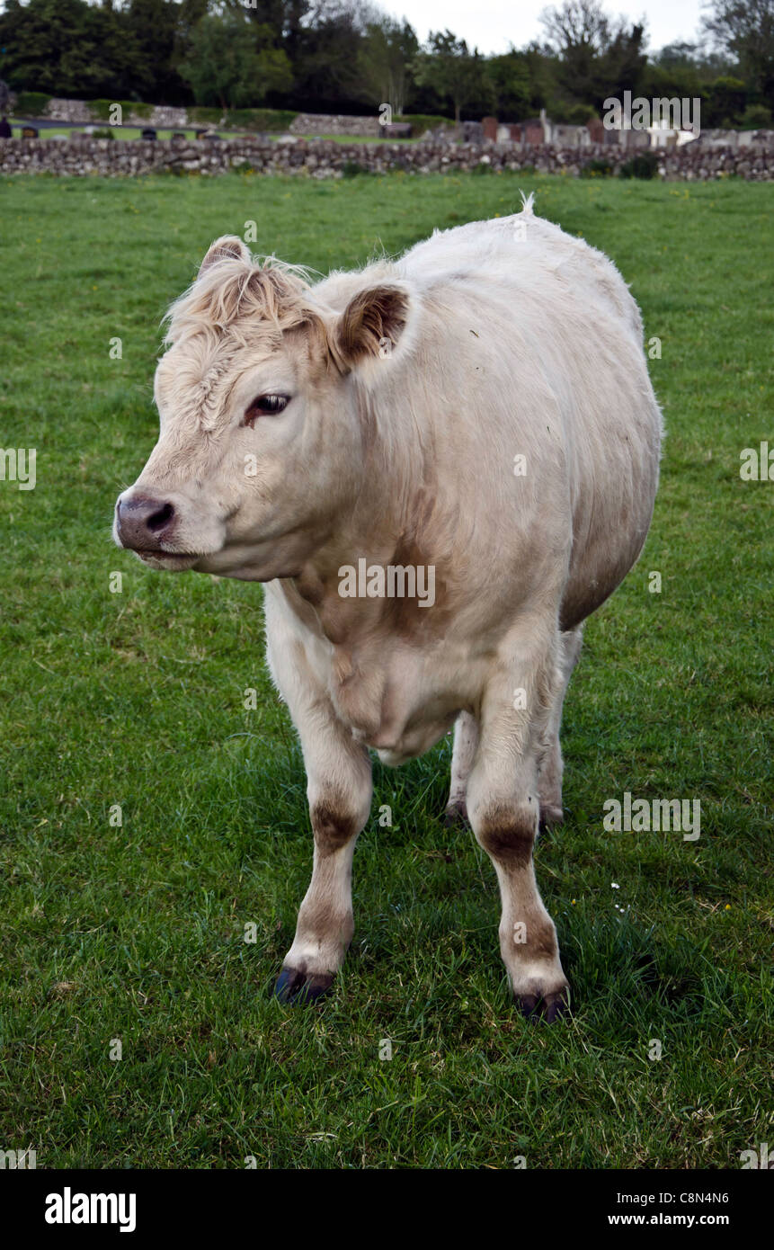White beef cow Stock Photo - Alamy