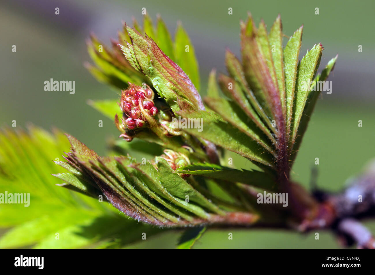 Sorbus species new green leaves red flower bud spring whitebeam rowan ...