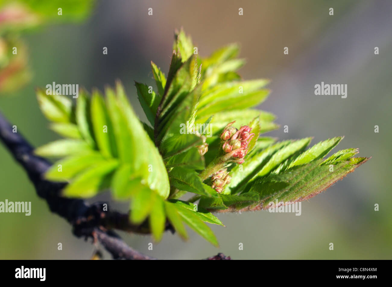 Sorbus species new green leaves red flower bud spring whitebeam rowan ...