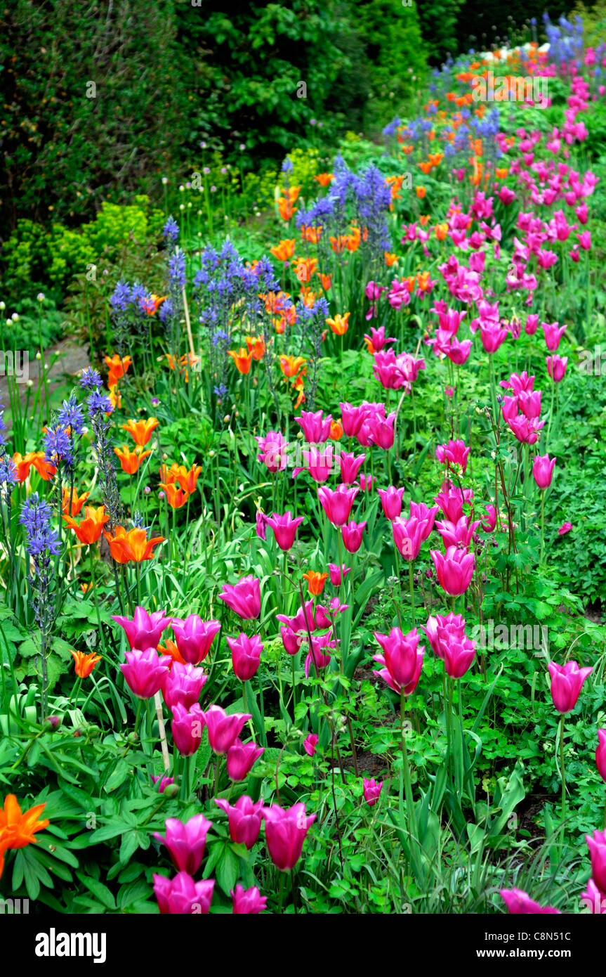 spring border bed hot colours colors perennial flowering bulbs tulips ...