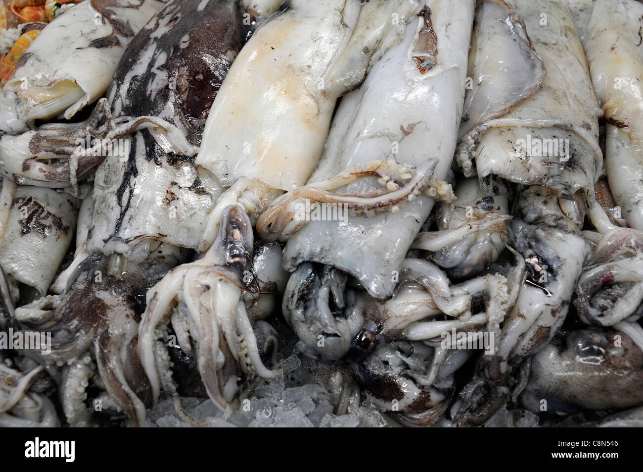 Squid cuttlefish hi-res stock photography and images - Alamy