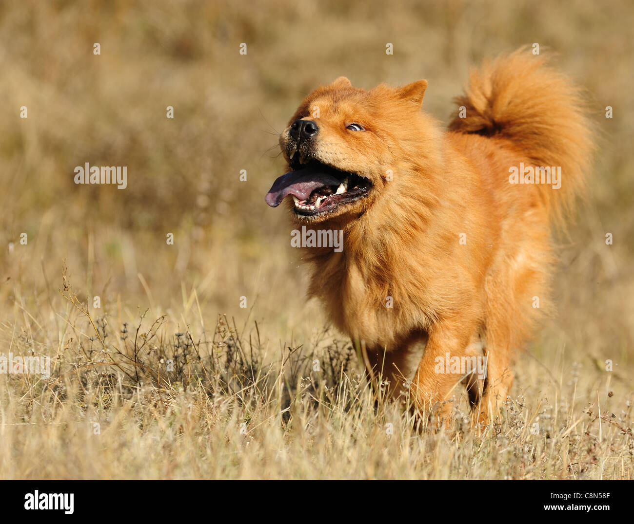 Running dog. Breed of Chow-chow. A photo on outdoors Stock Photo - Alamy