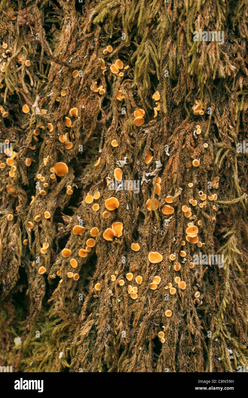 Unveiling the Secrets of Hypnum skottsbergii Ando: A Journey into the ...