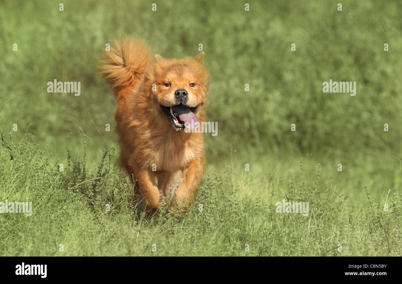 Running dog. Breed of Chow-chow. A photo on outdoors Stock Photo - Alamy