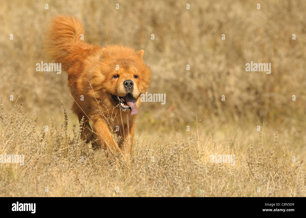 Running dog. Breed of Chow-chow. A photo on outdoors Stock Photo - Alamy