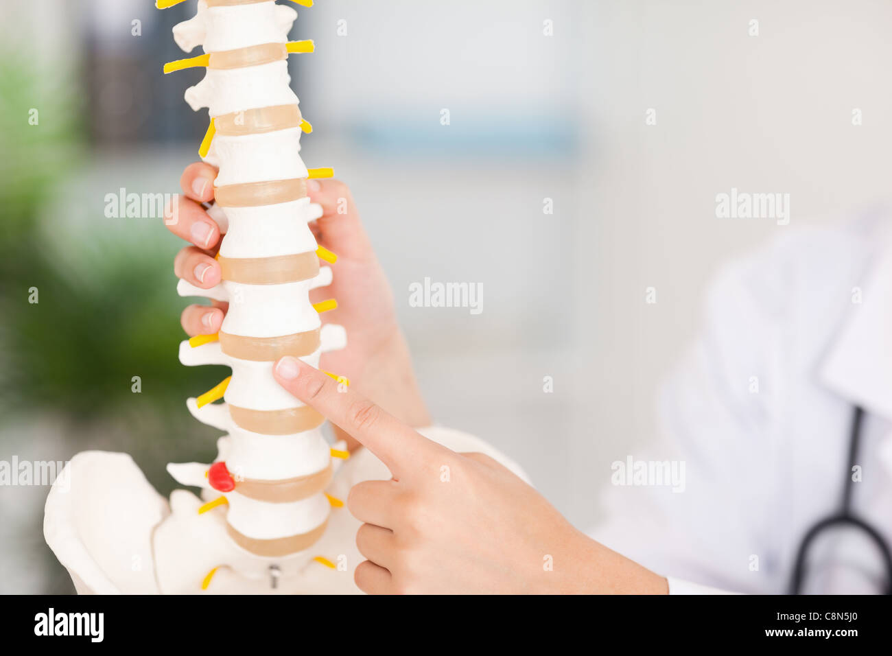 Finger pointing at bone in spine Stock Photo - Alamy