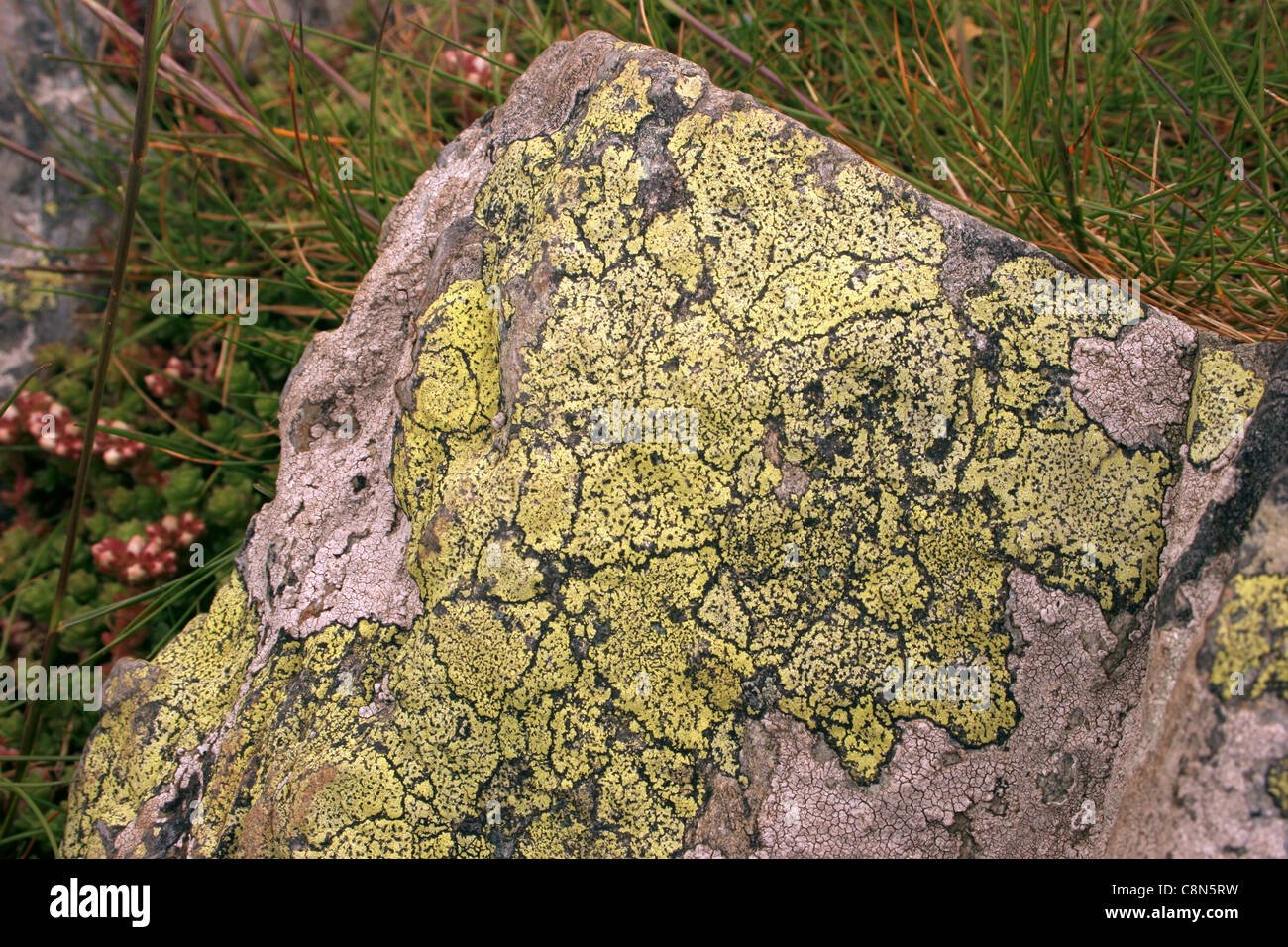 Map lichen uk hi-res stock photography and images - Alamy