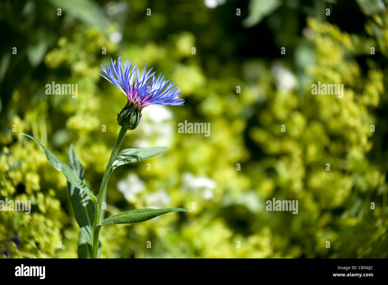Single cornflower bloom and leaves against a soft focus background of ...