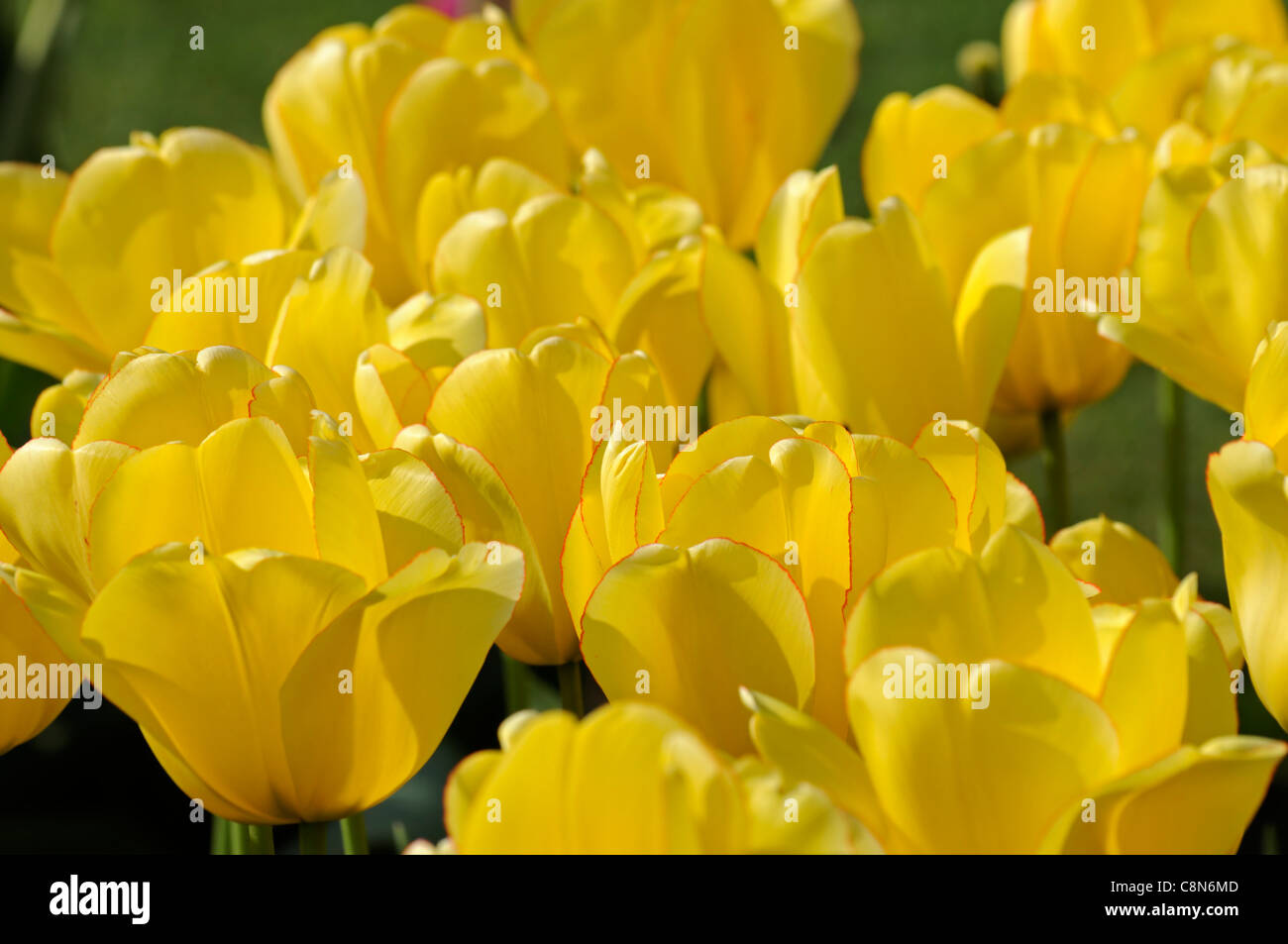 Tulipa golden parade hi-res stock photography and images - Alamy