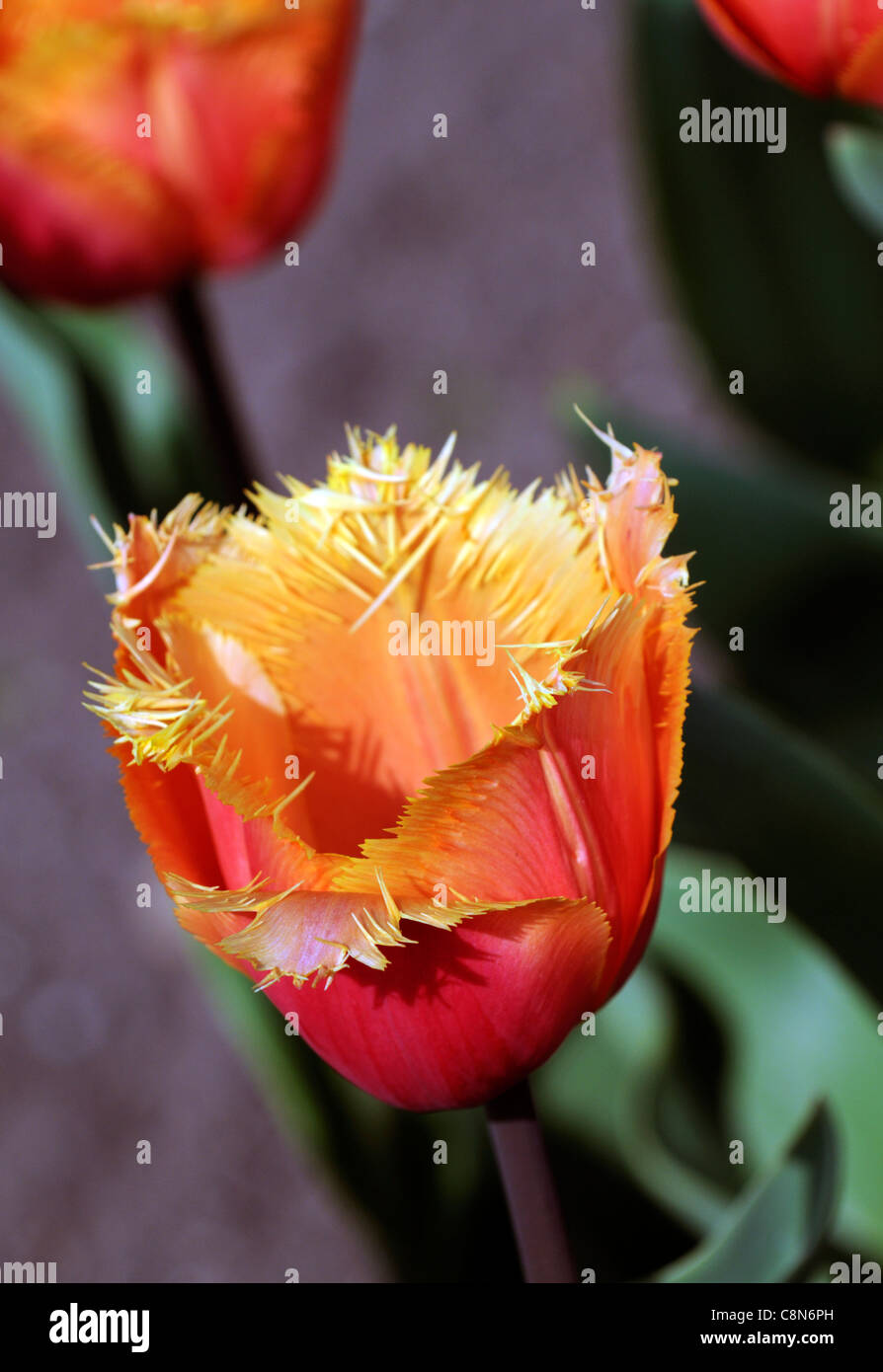 Tulipa Tulip orange lambada fringed flowered group flowers spring ...