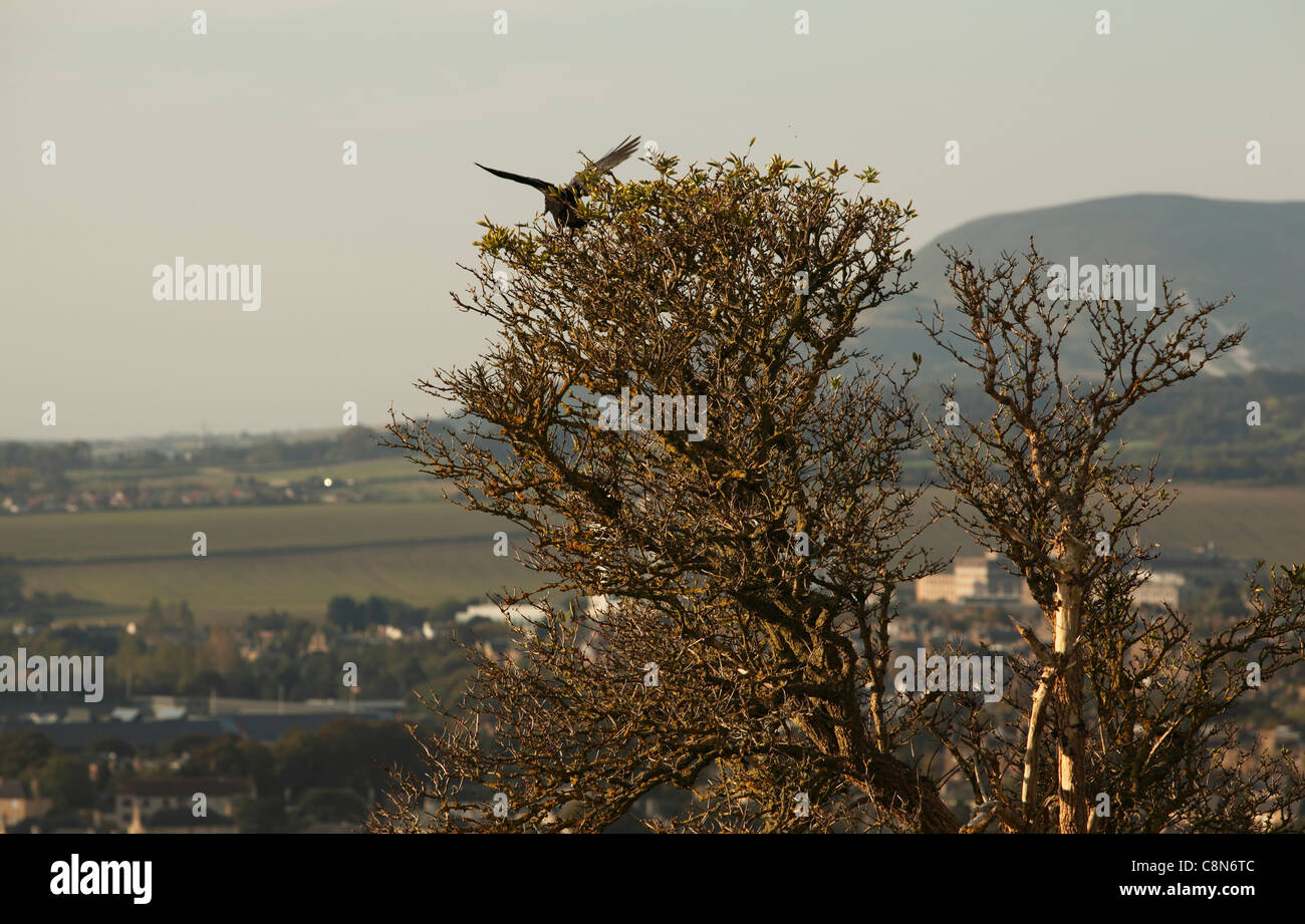 Duddingston Loch Edinburgh Stock Photos & Duddingston Loch Edinburgh ...