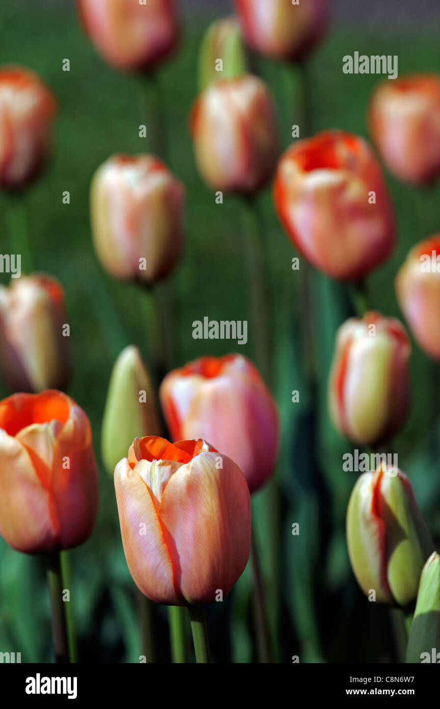 Menton tulip hi-res stock photography and images - Alamy