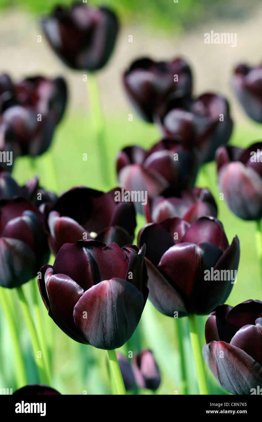 Dark Tulip Flower