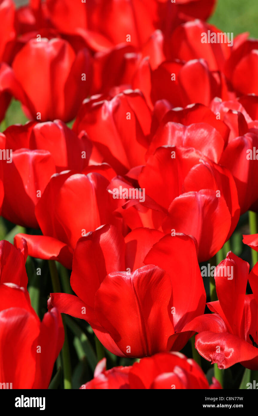Tulipa red impression hi-res stock photography and images - Alamy