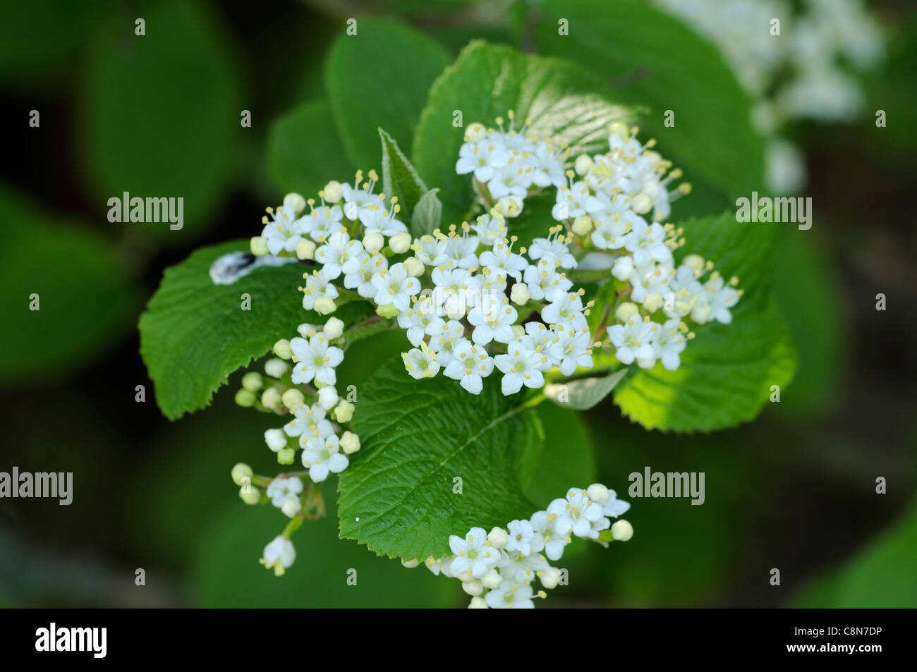 Hobblebush hi-res stock photography and images - Alamy