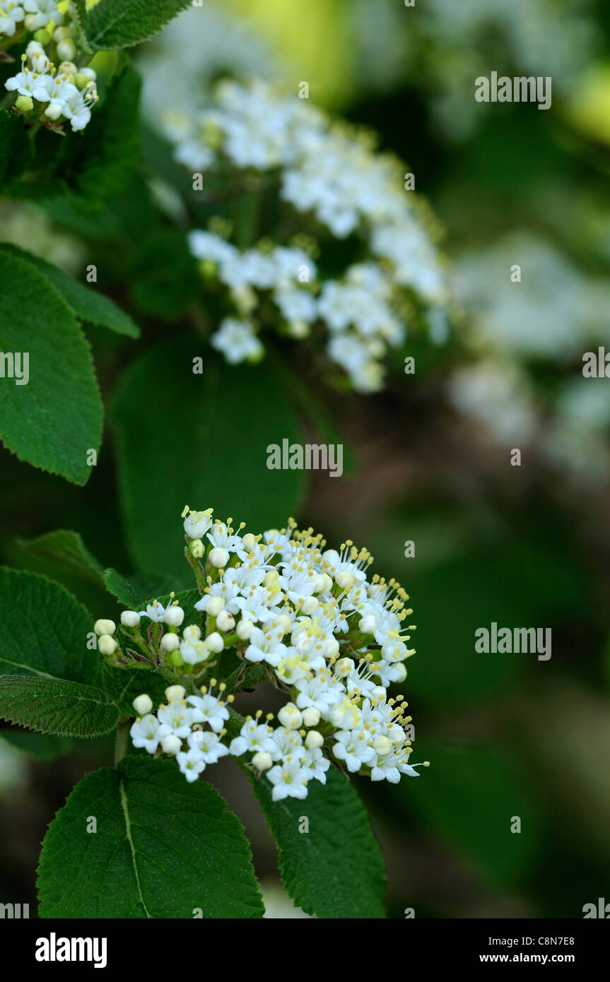 Hobblebush hi-res stock photography and images - Alamy