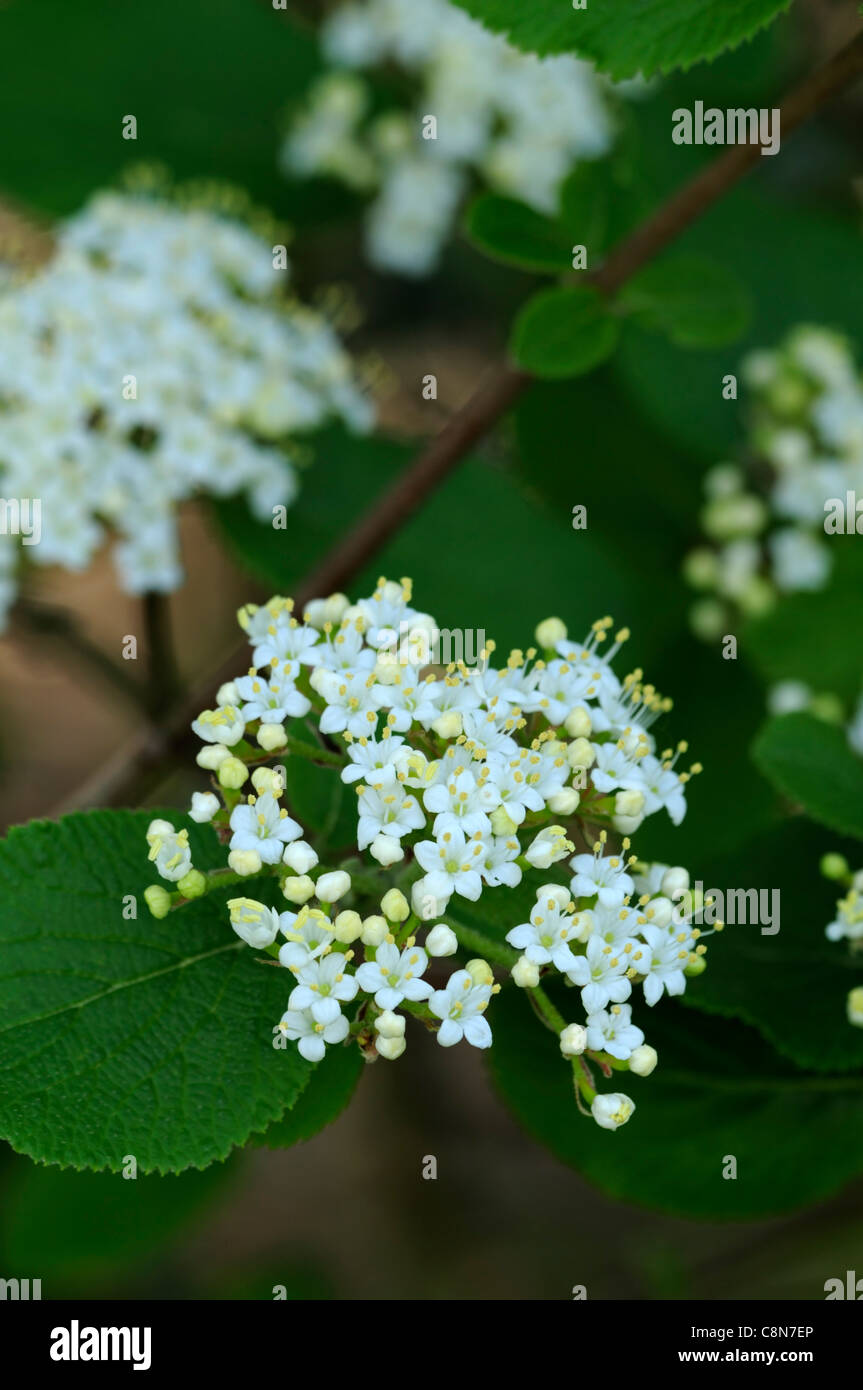 Viburnum lantanoides Hobblebush Witch-hobble Moosewood perennial shrub ...